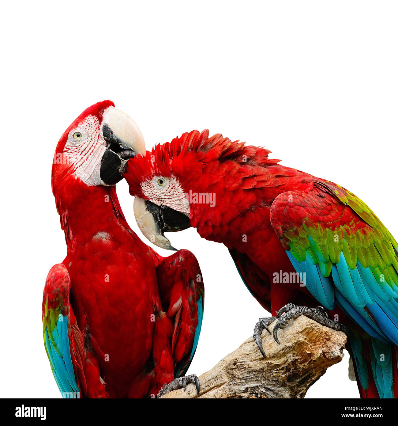 Greenwinged Macaw aviary, isolated on a white background Stock Photo ...