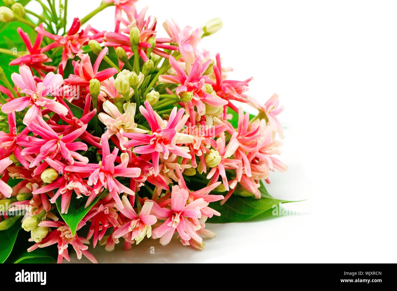 Beautiful red Rangoon Creeper flower (Quisqualis indica), isolated on a ...