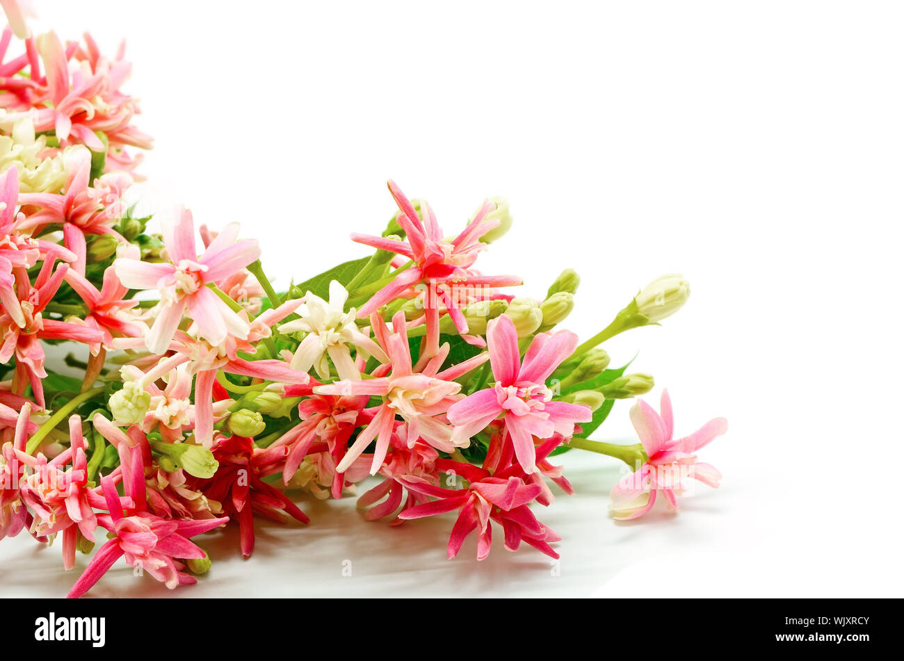 Beautiful red Rangoon Creeper flower (Quisqualis indica), isolated on a ...