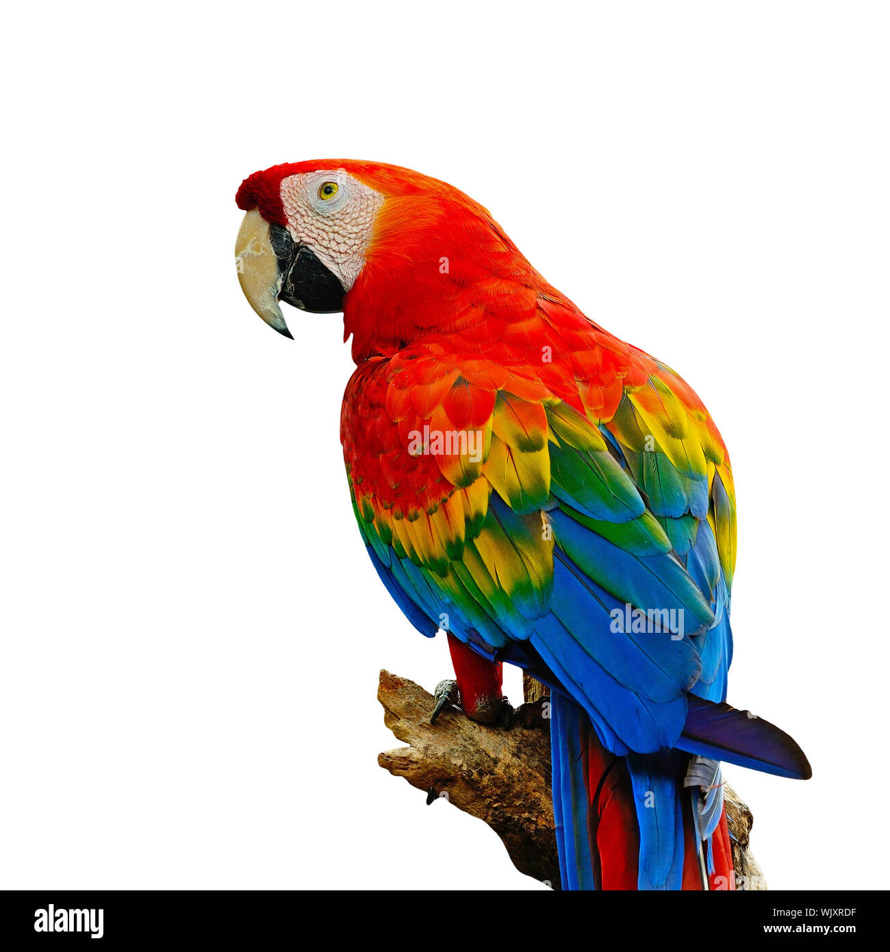 Colorful Scarlet Macaw aviary, sitting on the log, isolated on a white ...