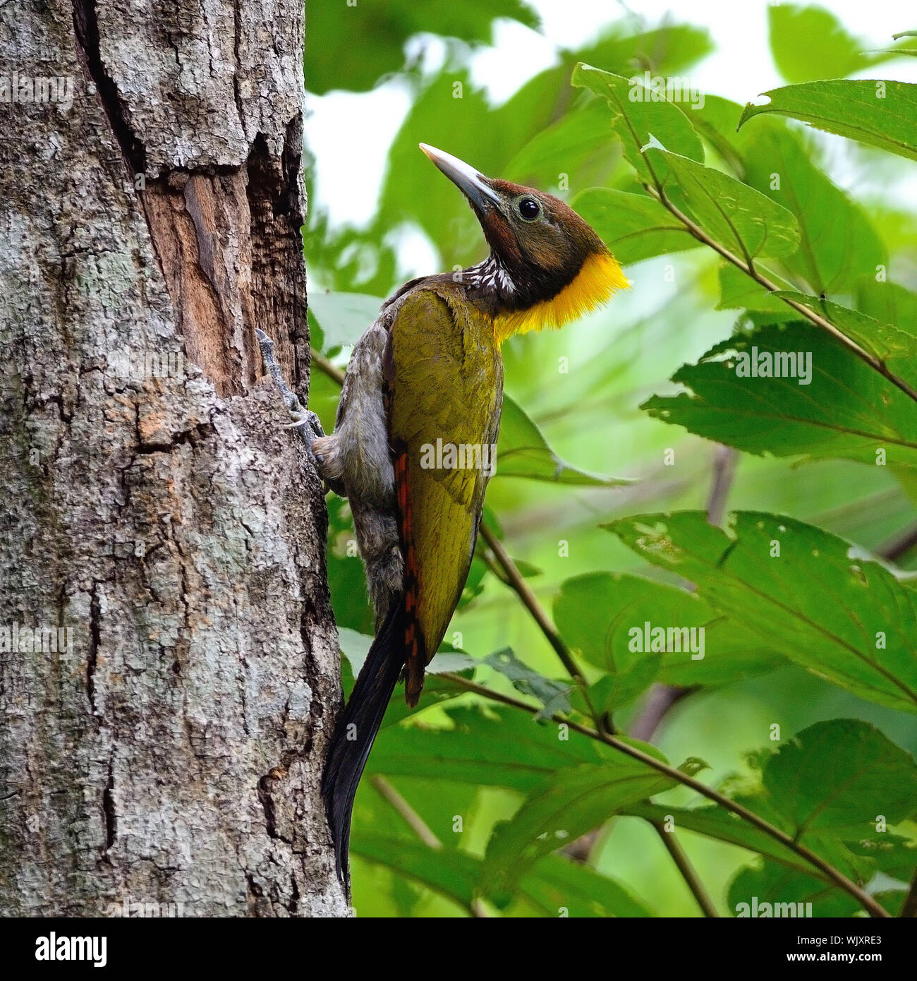 A female Greater Yellownape bird, Yellow-naped Woodpecker (Picus ...