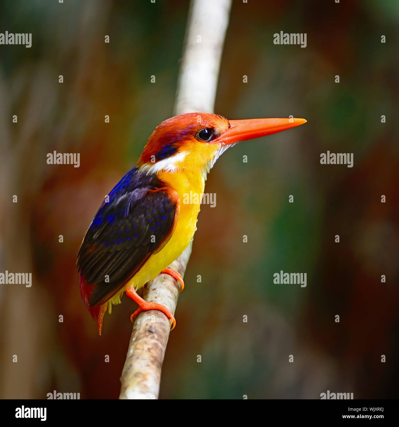 Colorful Kingfisher bird, Black-backed Kingfisher (Ceyx erithacus ...