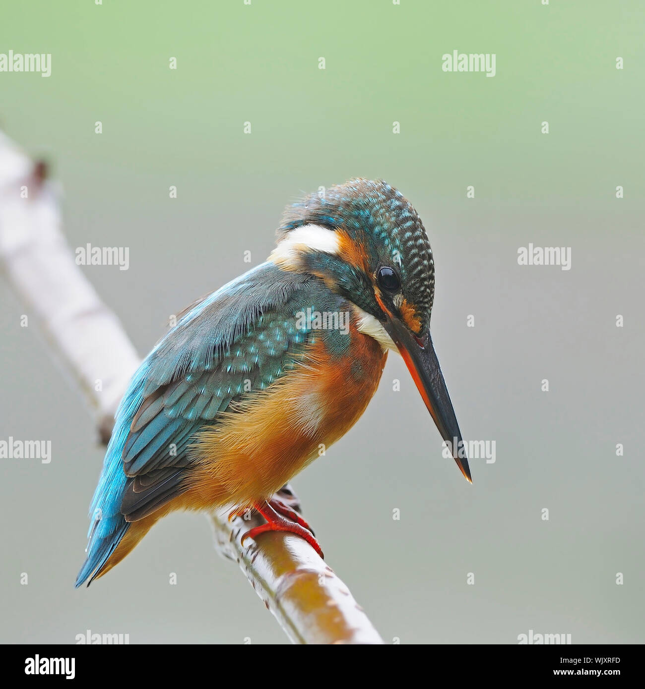 A beautiful Kingfisher bird, female Common Kingfisher (Alcedo athis ...