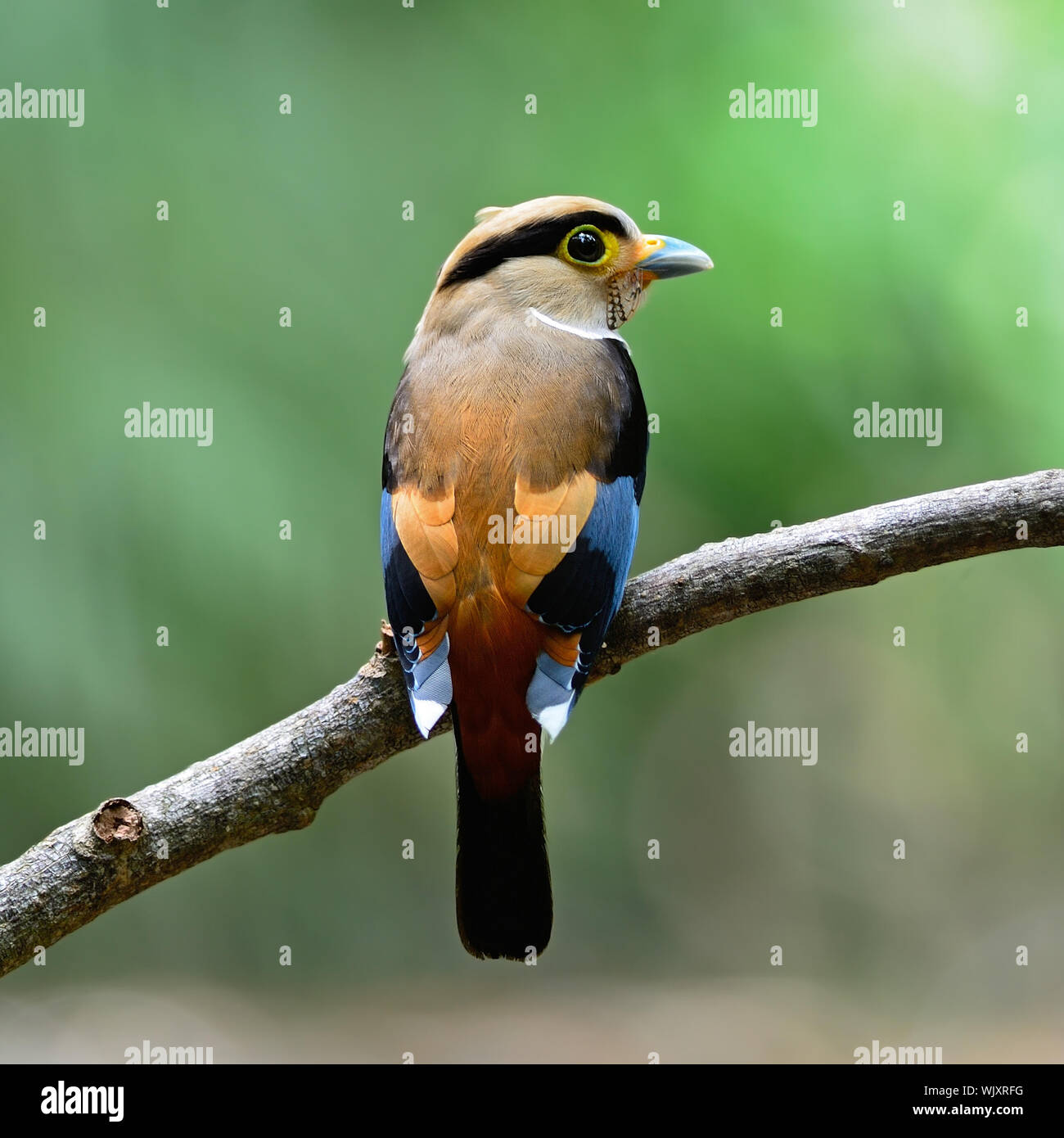 Colorful Broadbill bird, female Silver-breasted Broadbill (Serilophus ...