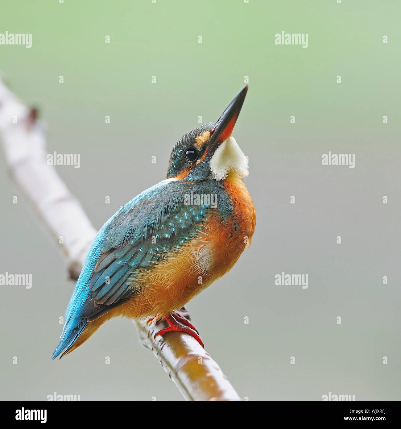 A beautiful Kingfisher bird, female Common Kingfisher (Alcedo athis ...