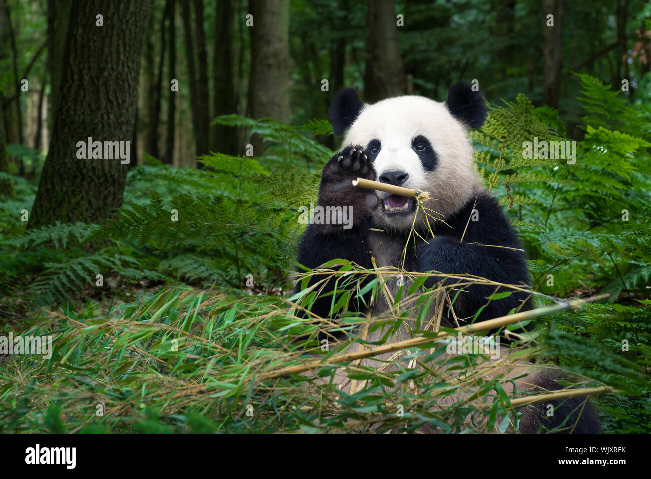The panda forest hi-res stock photography and images - Alamy