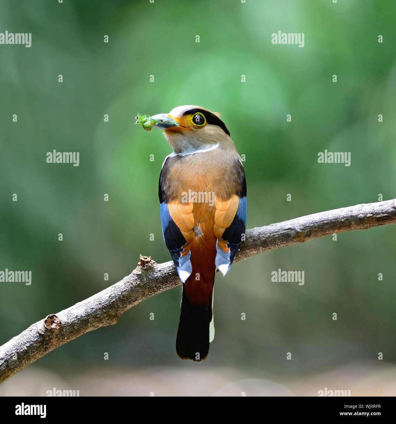 Colorful Broadbill bird, female Silver-breasted Broadbill (Serilophus ...