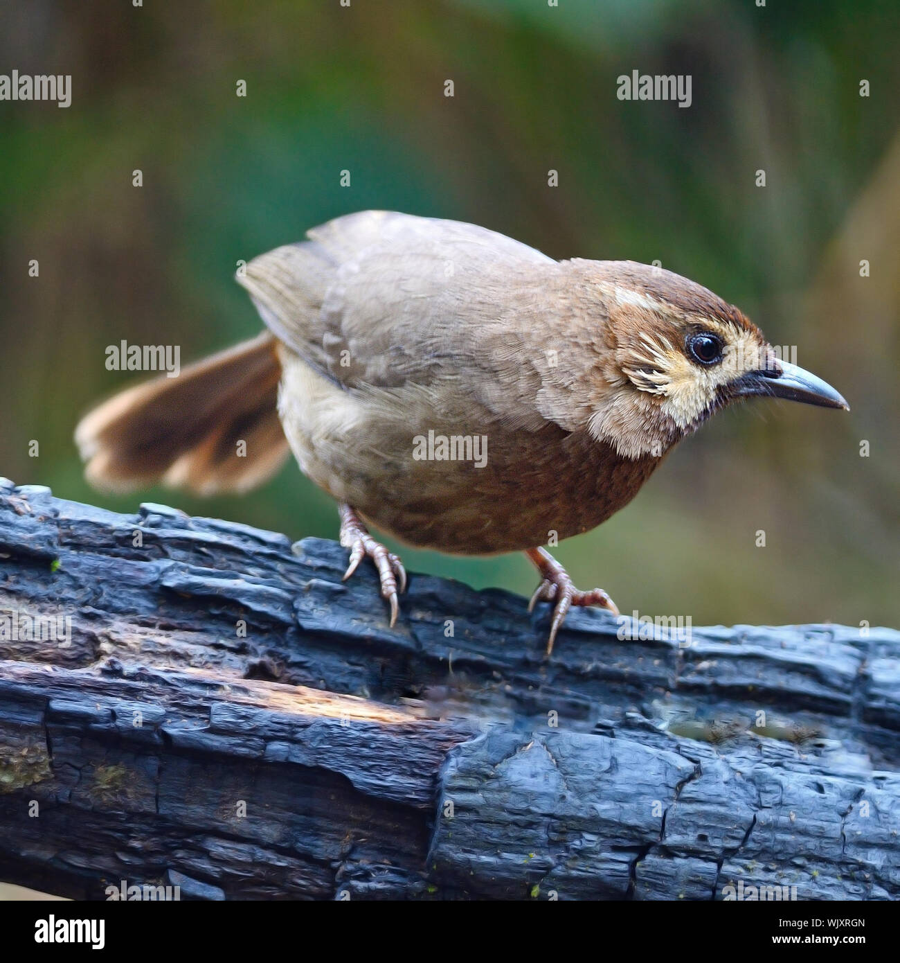 White-browed Laughingthrush (Pterorhinus sannio), uncommon species of ...
