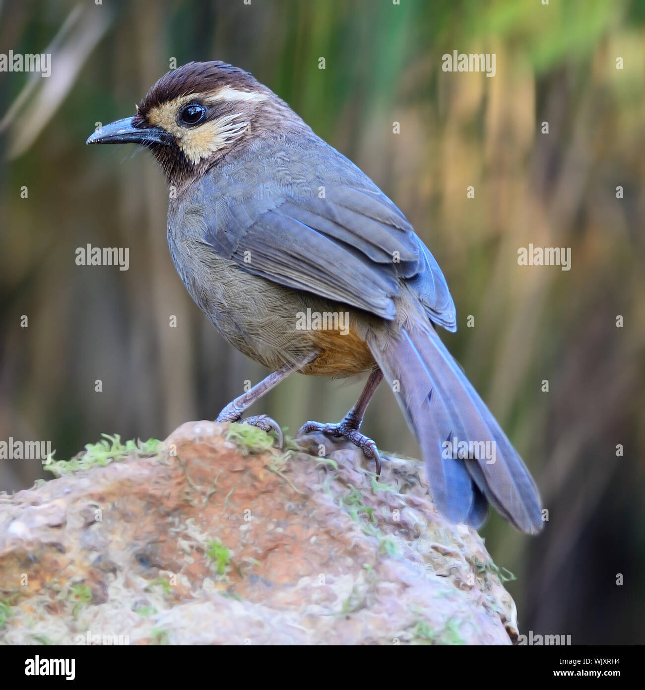 Nilgiri Laughing Thrush