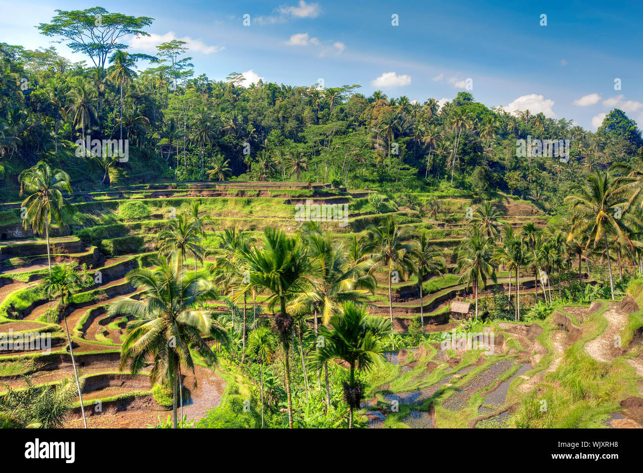 Tegalalang rice terrace hi-res stock photography and images - Alamy