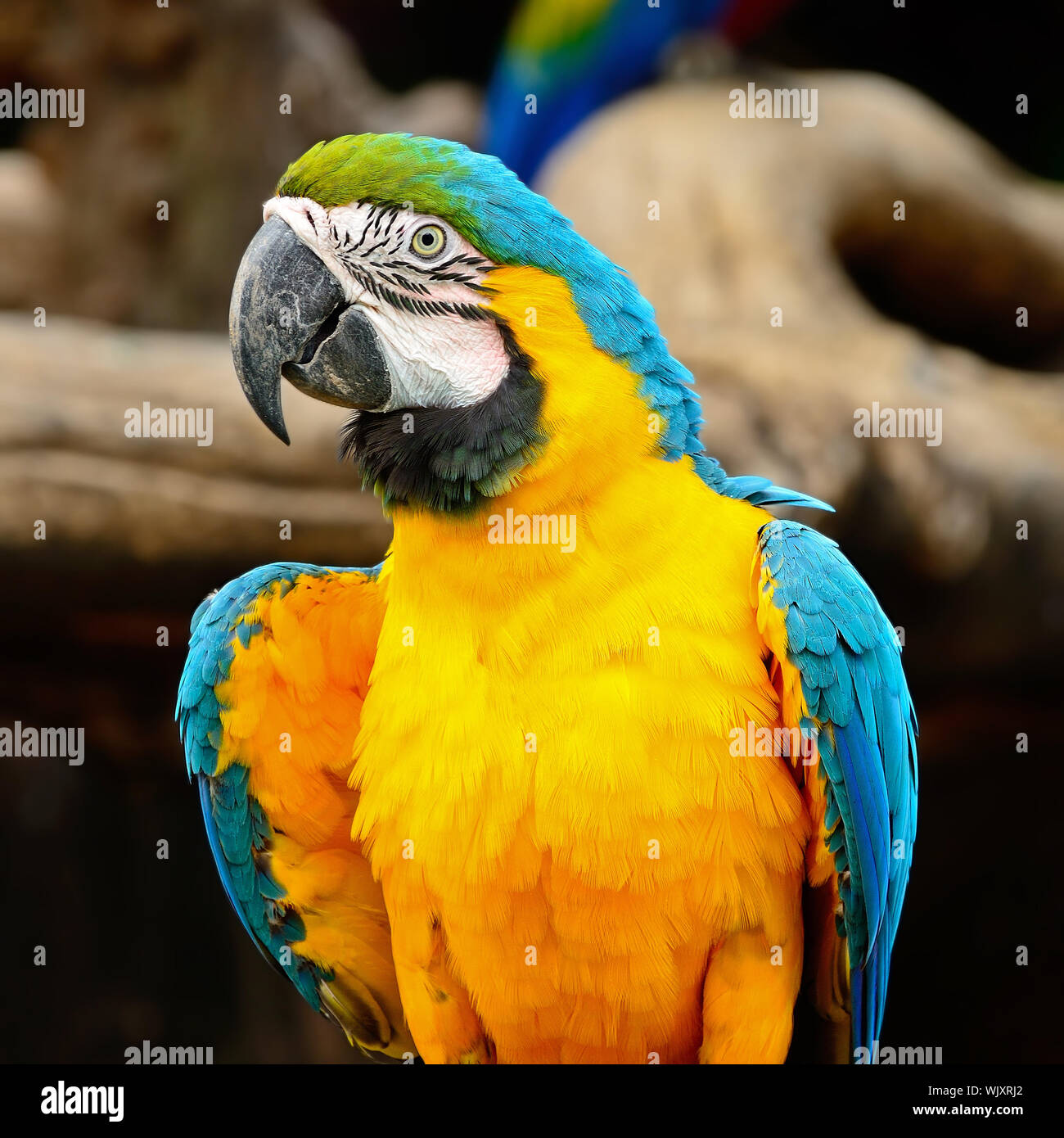 Colorful Blue and Gold Macaw aviary Stock Photo - Alamy