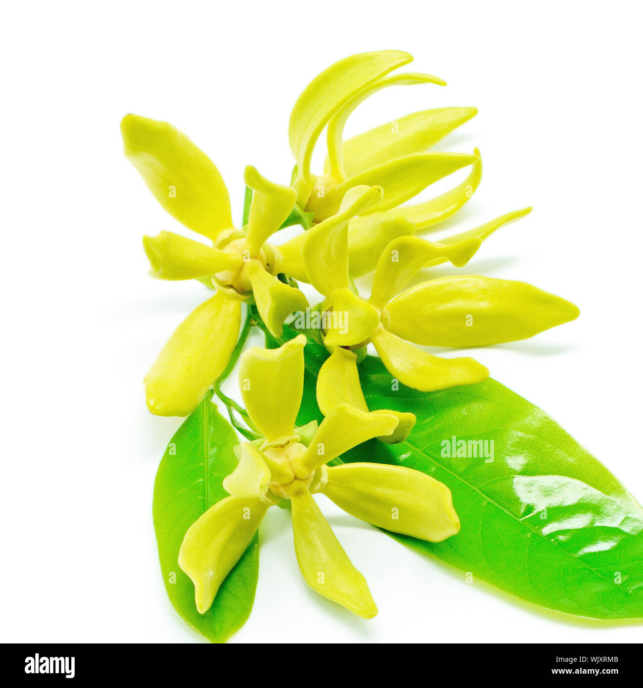 Ylang Ylang flower (Cananga odroata), isolated on a white background ...