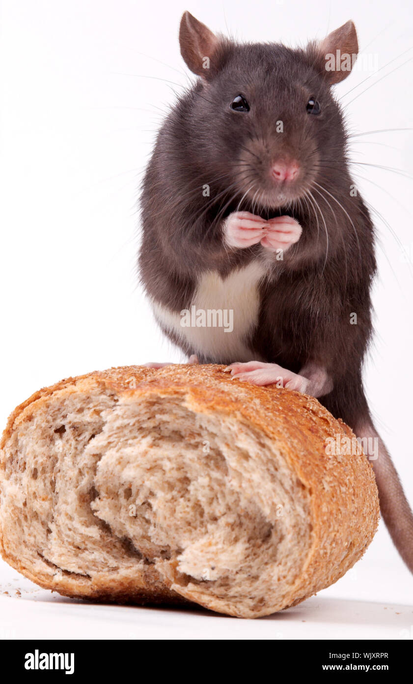 Rats very clever and artful rodents Stock Photo - Alamy