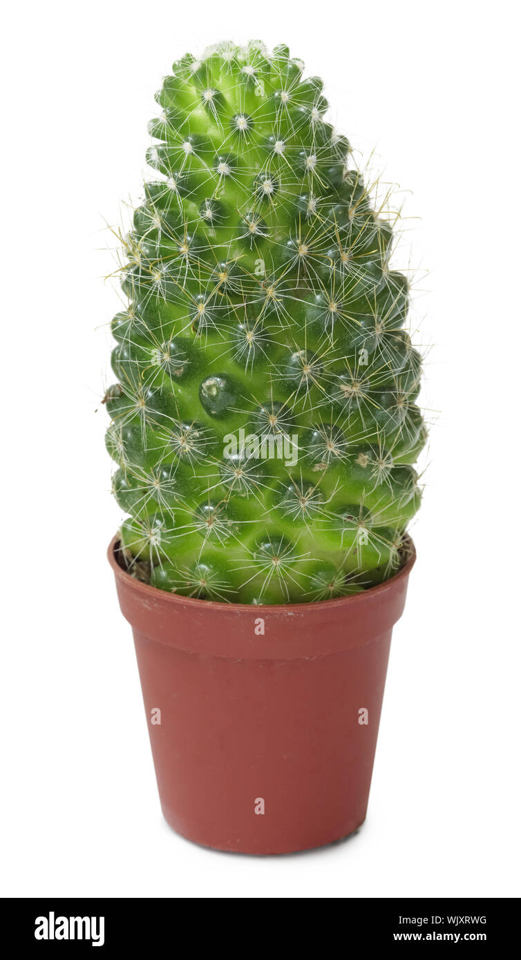 A small cactus in a brown pot is isolated on a white background Stock ...
