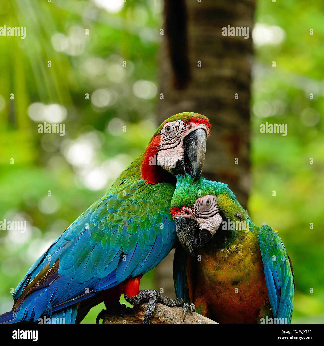 Lover of colorful Harlequin Macaw aviary, sitting on the log Stock ...