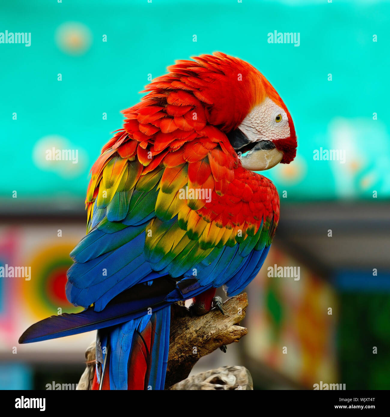 Colorful Scarlet Macaw aviary, sitting on the log, back profile Stock ...