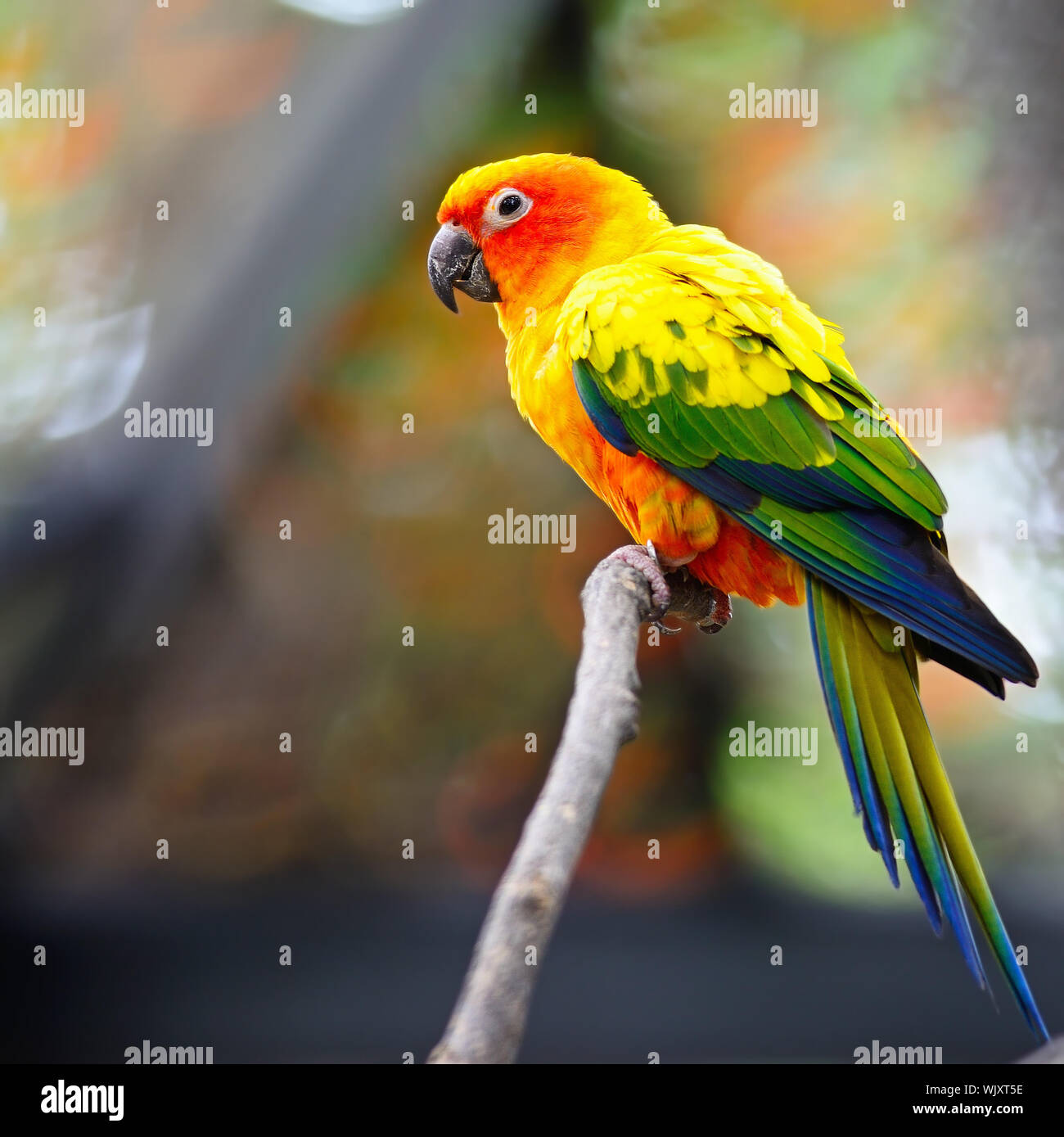 Beautiful colorful parrot, Sun Conure (Aratinga solstitialis), golden ...