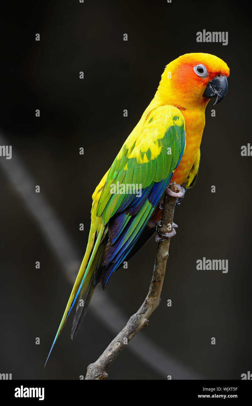 Beautiful colorful parrot, Sun Conure (Aratinga solstitialis), golden ...