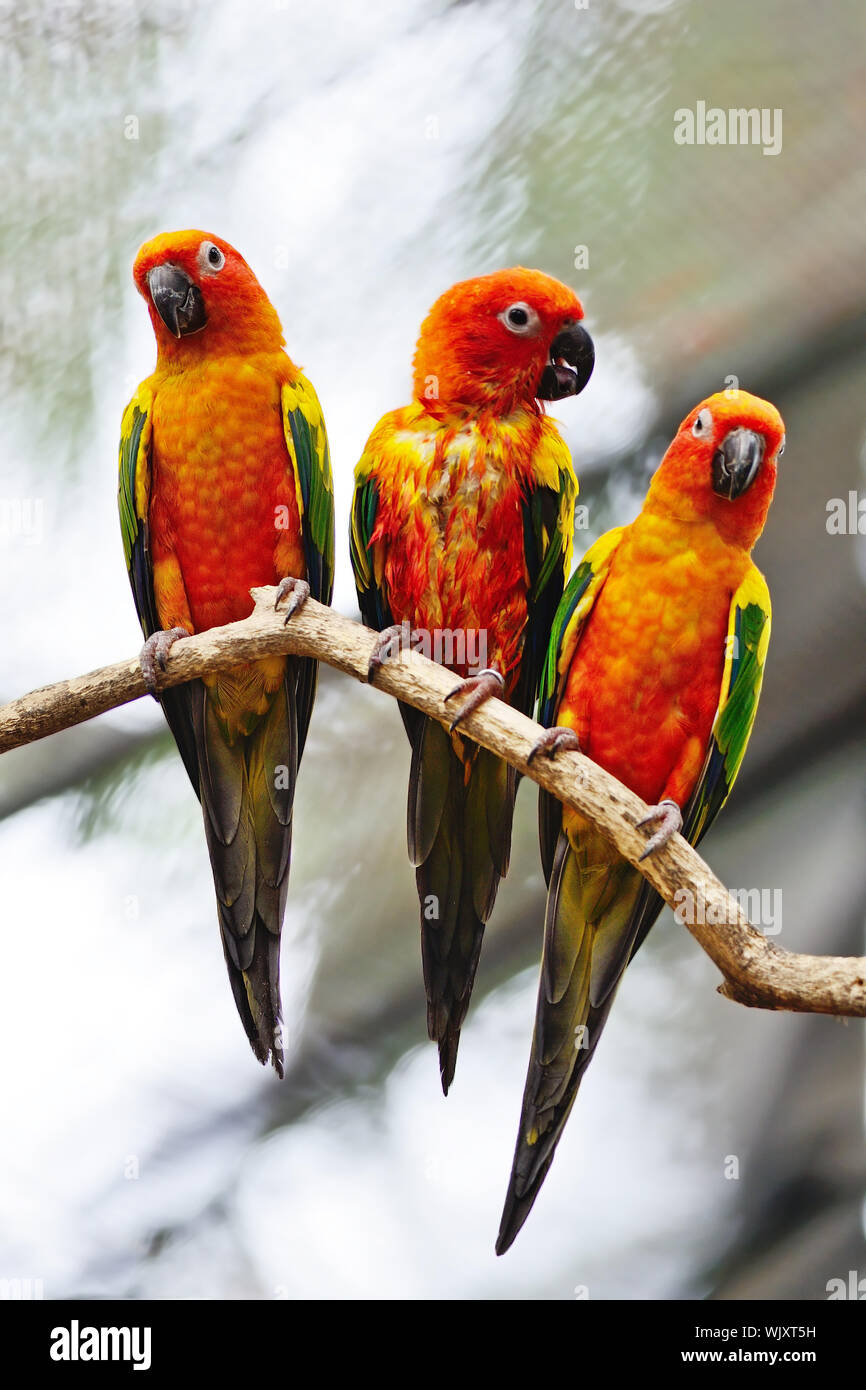 Beautiful colorful parrot, Sun Conure (Aratinga solstitialis), golden ...