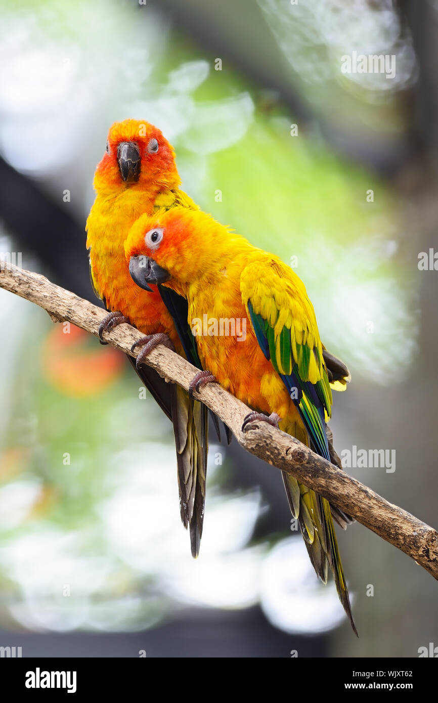 Beautiful colorful parrot, Sun Conure (Aratinga solstitialis), golden ...