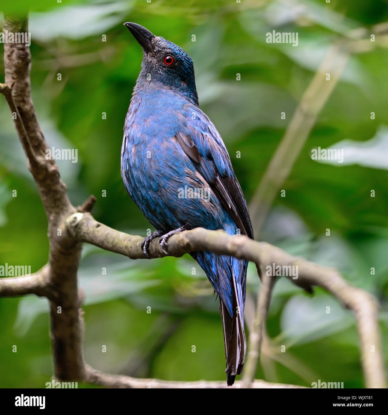 Blue bird, a female Asian Fairy Bluebird (Irena puella), side profile ...