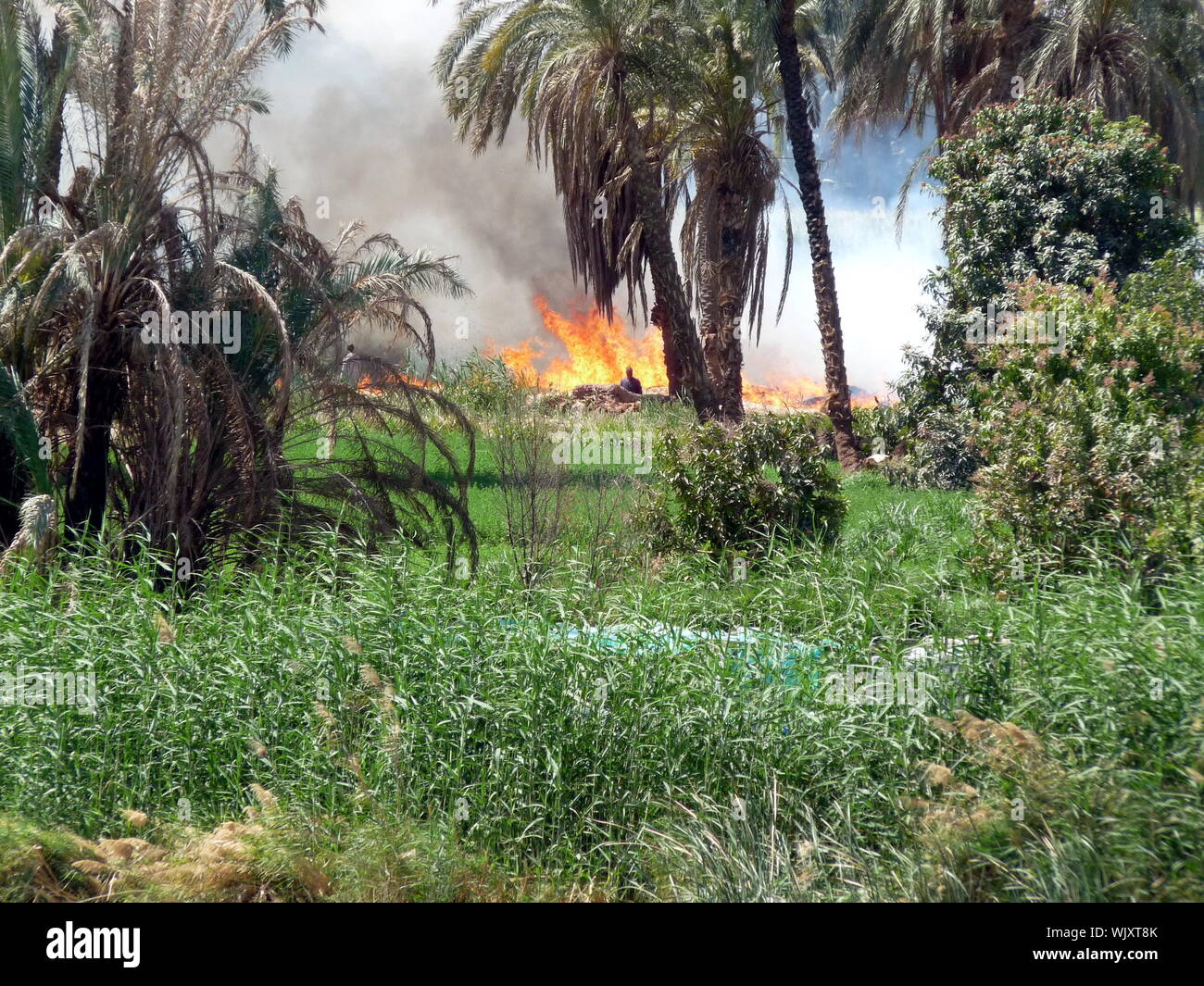 Fire palm hi-res stock photography and images - Alamy