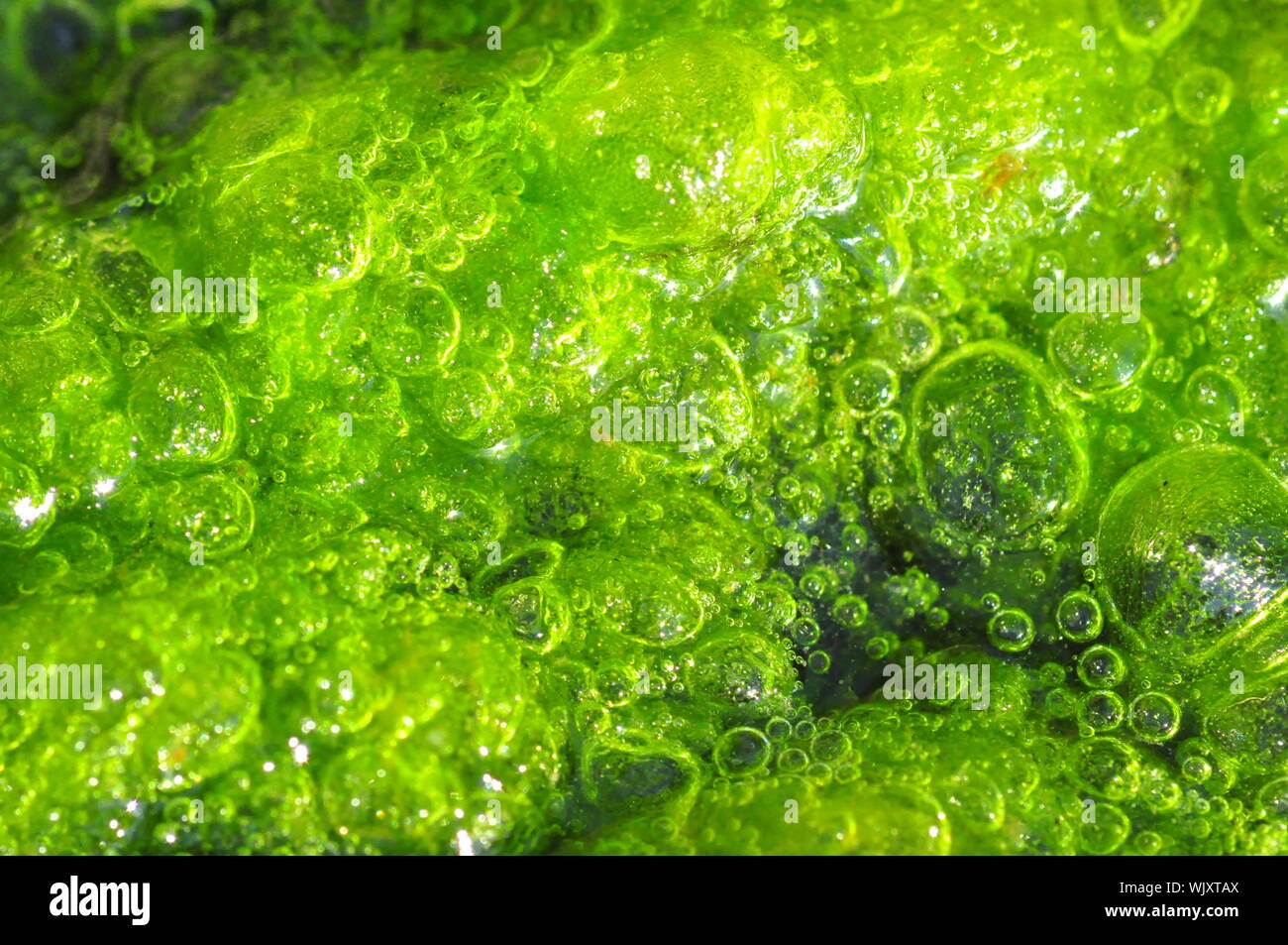 Bubble algae hi-res stock photography and images - Alamy