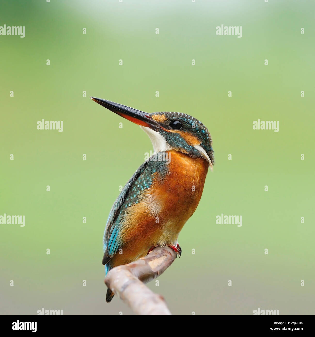 A beautiful Kingfisher bird, female Common Kingfisher (Alcedo athis ...