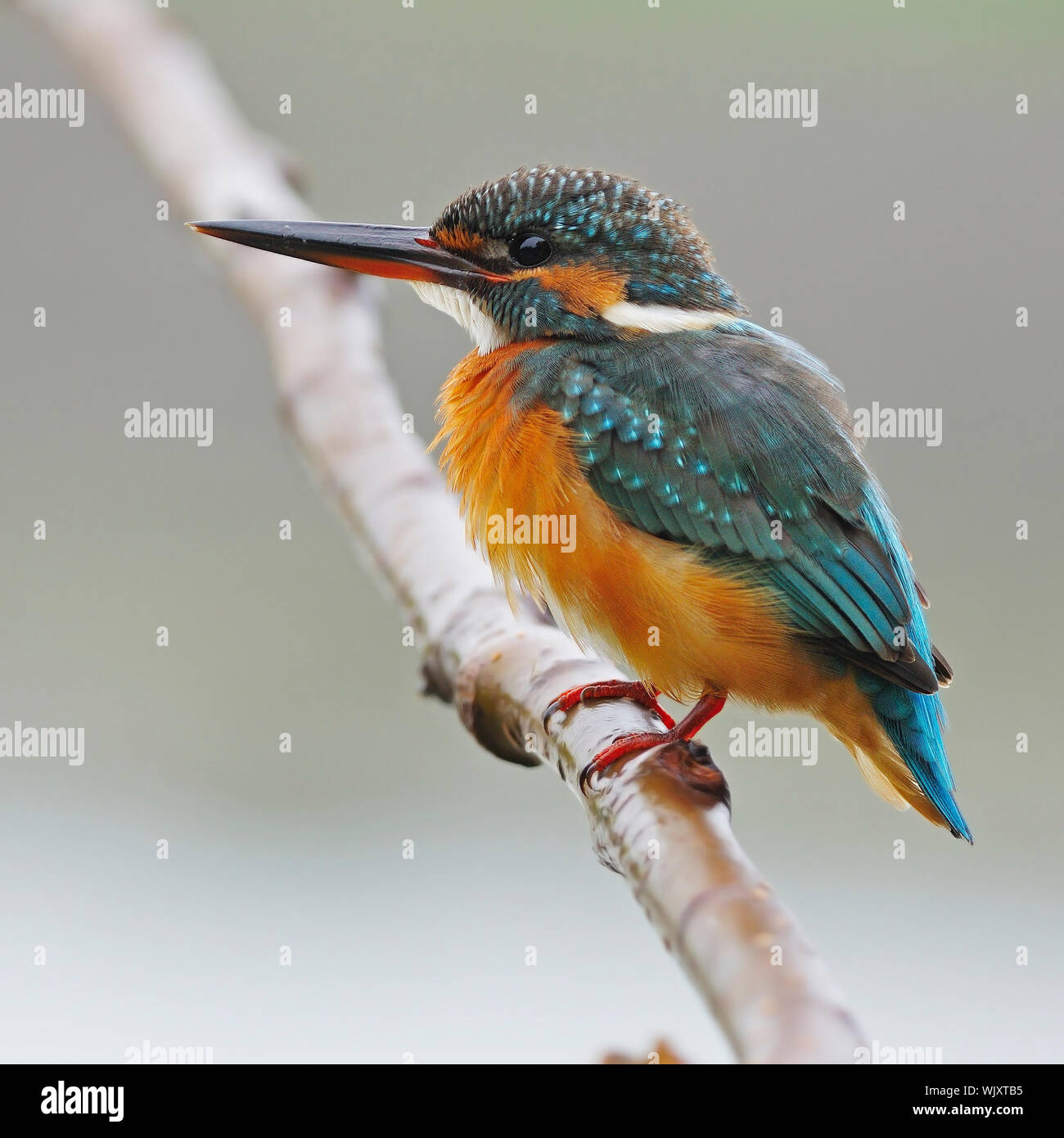 A beautiful Kingfisher bird, female Common Kingfisher (Alcedo athis ...