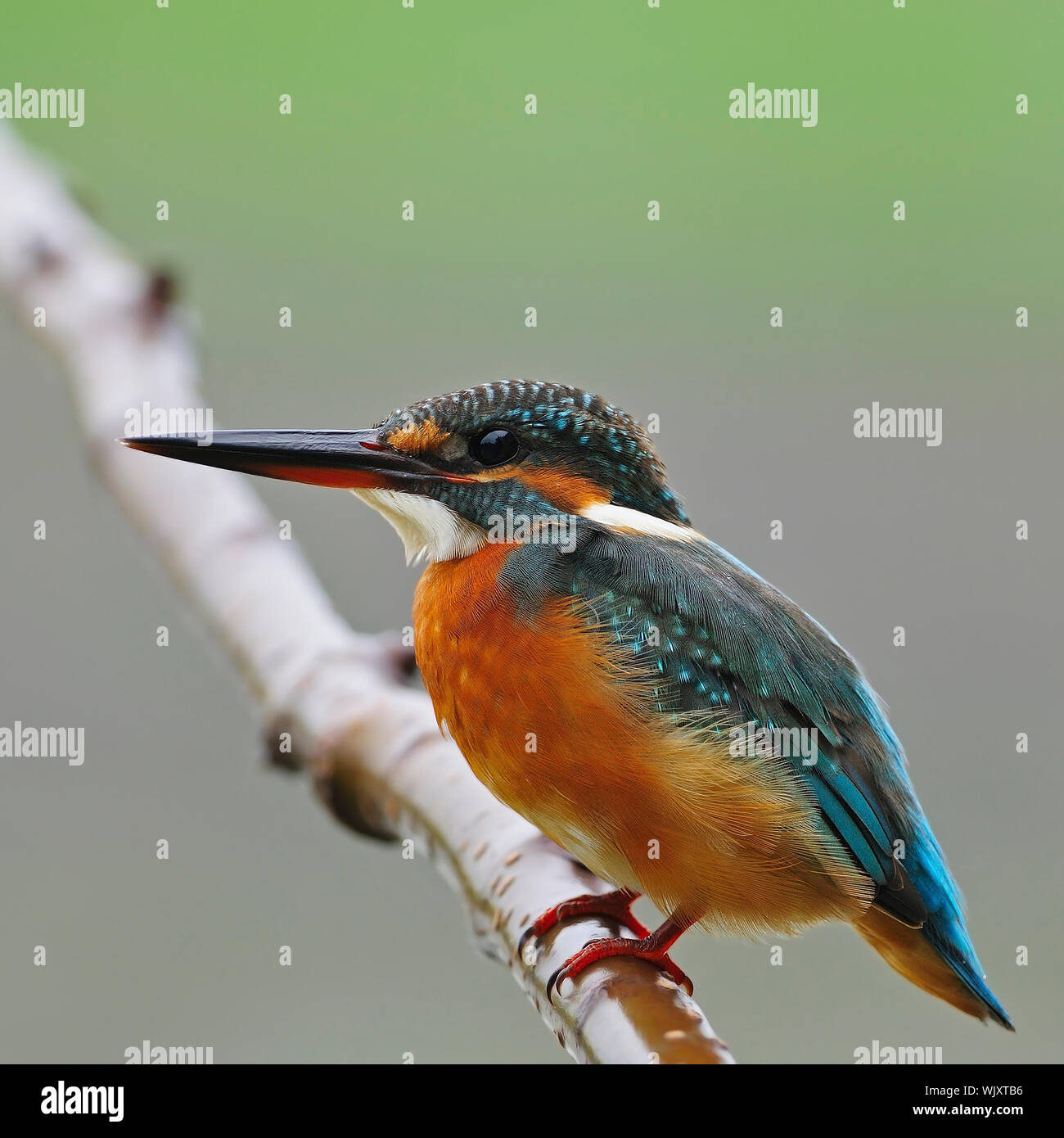 A beautiful Kingfisher bird, female Common Kingfisher (Alcedo athis ...