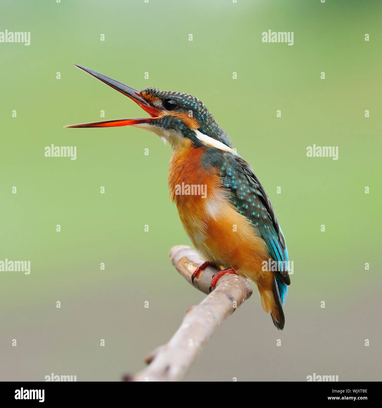 A beautiful Kingfisher bird, female Common Kingfisher (Alcedo athis ...