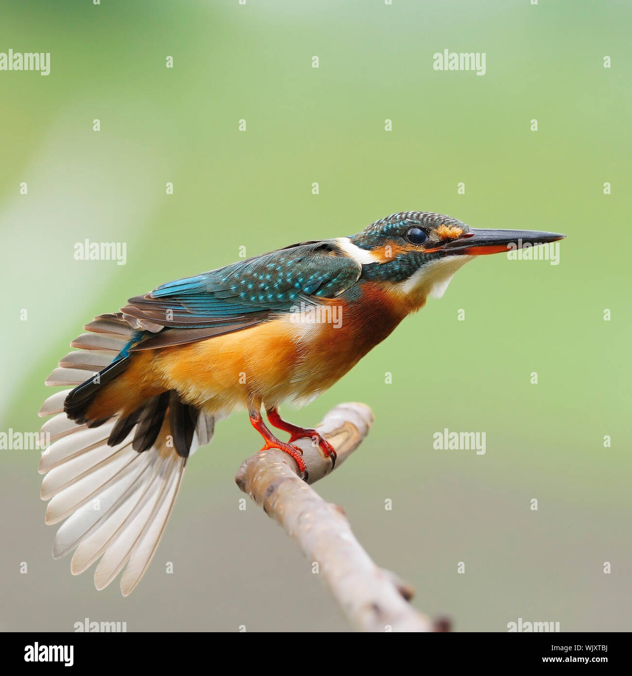 A beautiful Kingfisher bird, female Common Kingfisher (Alcedo athis ...
