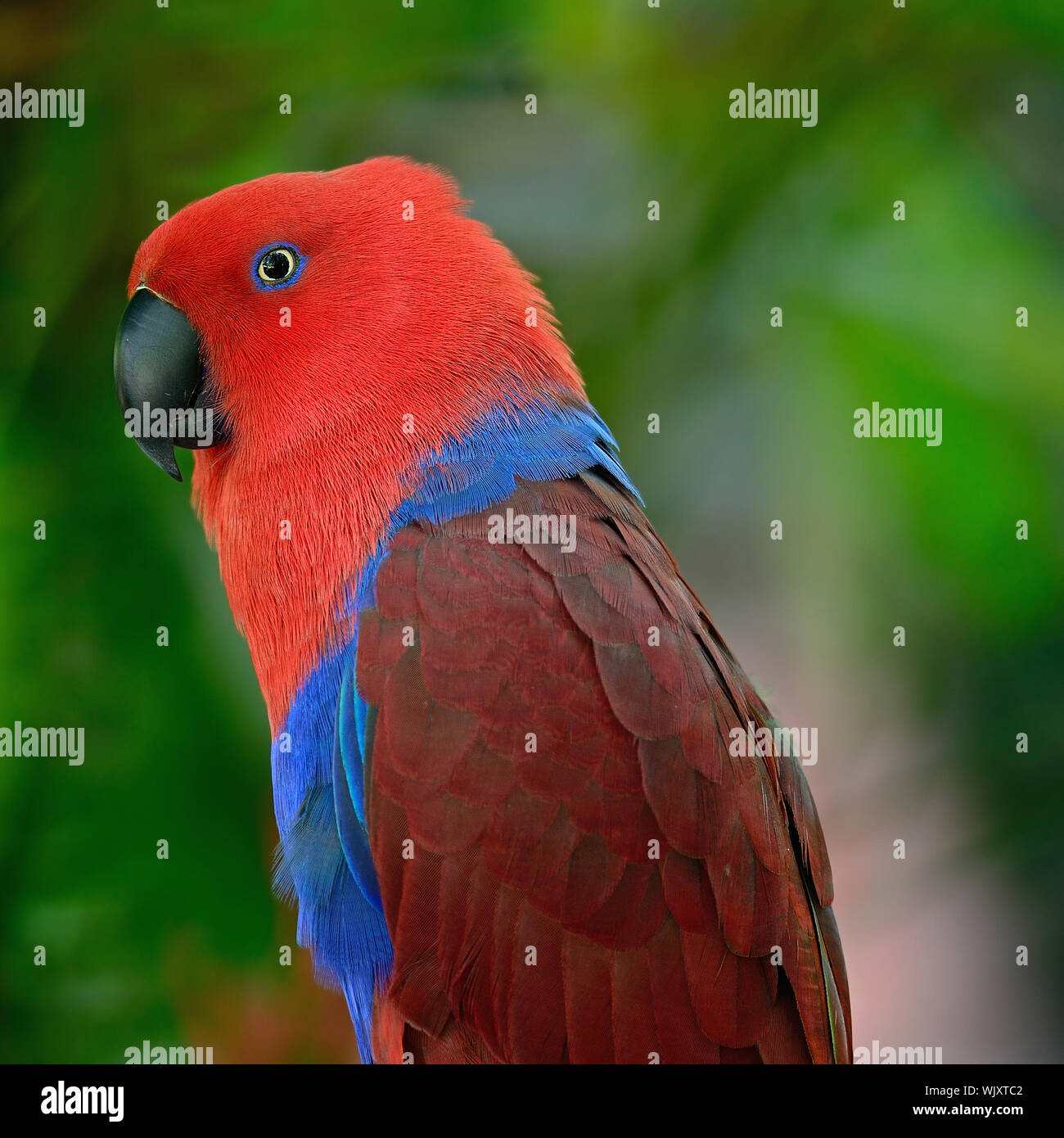 Colorful red parrot, a female Eclectus parrot (Eclectus roratus), side ...