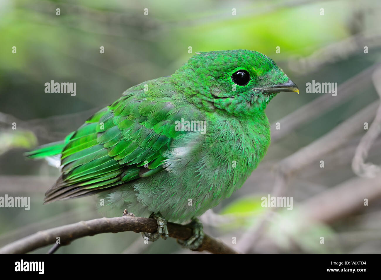 Colorful green bird, a female Green Broadbill (Calptomena viridis ...