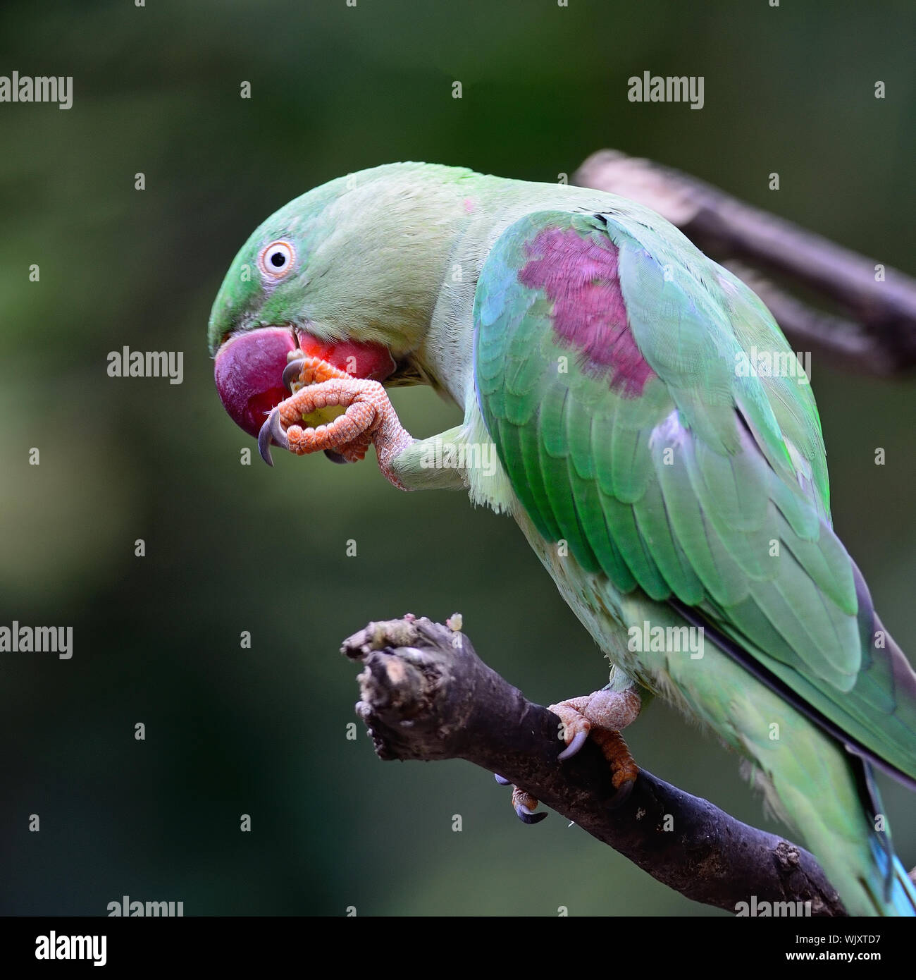 Green bird, a female Alexandrine Parakeet (Psittacula eupatria), side ...