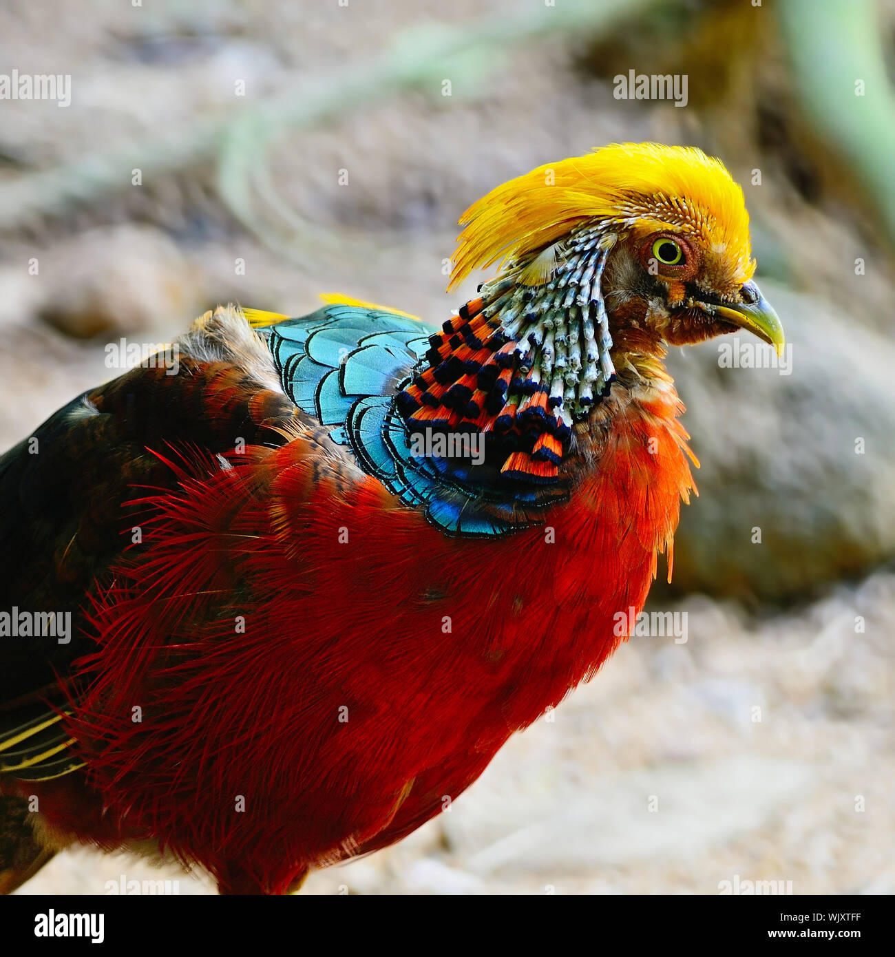 Golden Pheasant (Chrysolophus pictus), head profile Stock Photo - Alamy