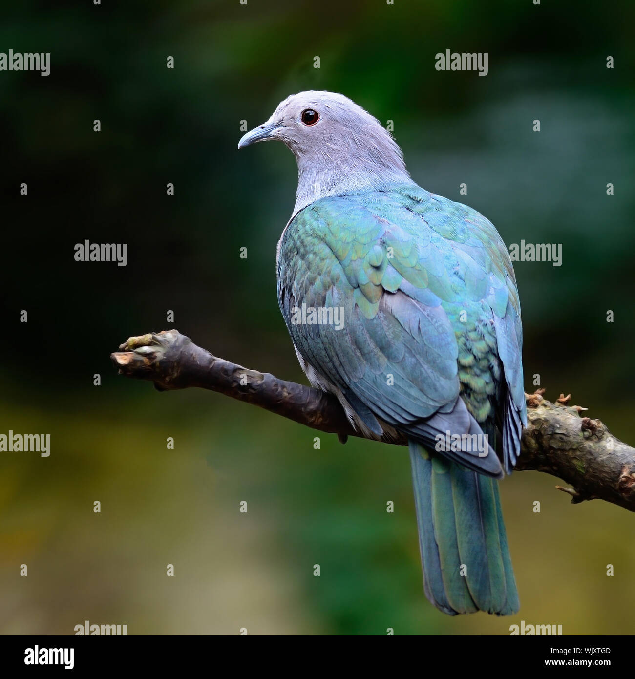 Green Imperial Pigeon (Ducula aenea), standing on a branch, back ...