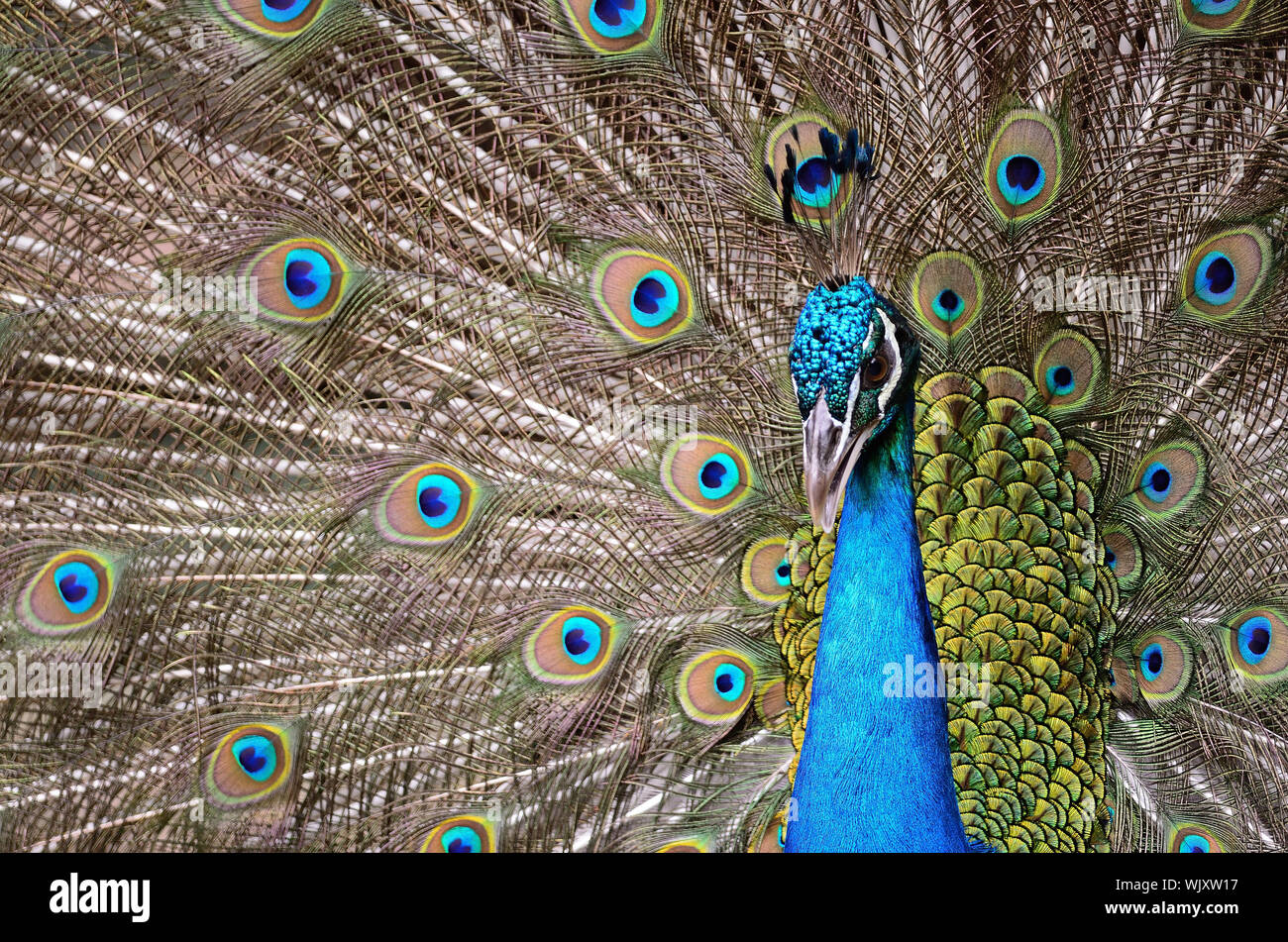 Beautiful male Green Peafowl (Pavo muticus), with colorful tail fully ...