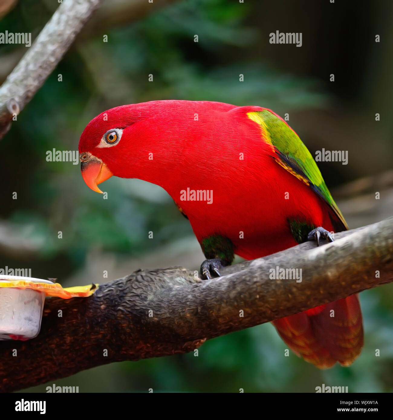 Red lory hi-res stock photography and images - Alamy