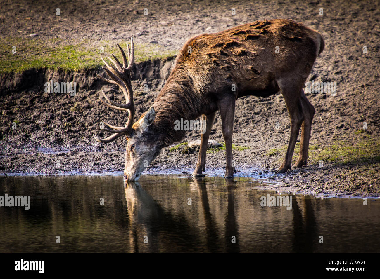 Deer drinking water hi-res stock photography and images - Alamy