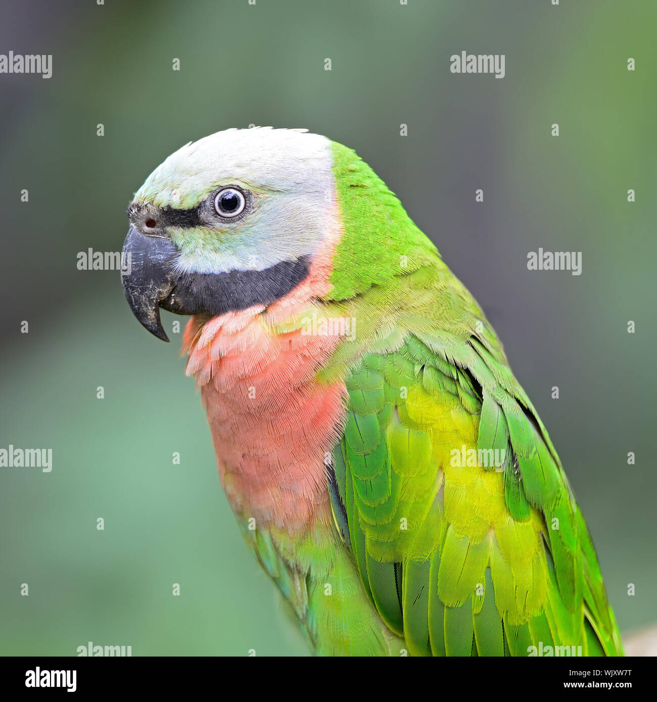 A female Red-breasted Parakeet (Psittacula alexandri), side profile ...