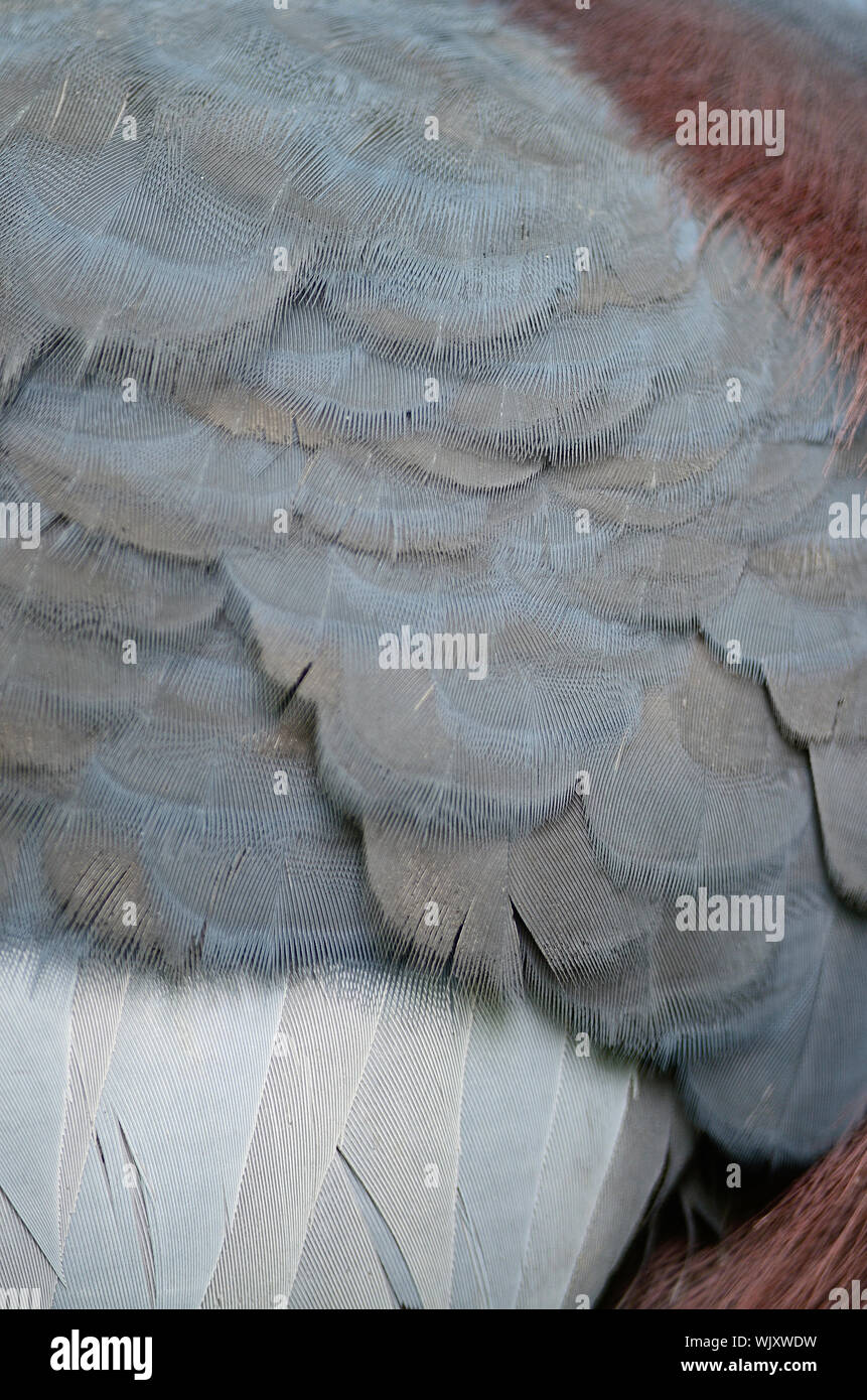 Victoria Crowned feather background Stock Photo - Alamy