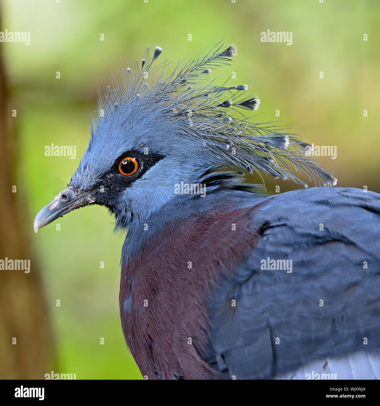 Victoria Crowned bird (Goura victoria), head profile Stock Photo - Alamy