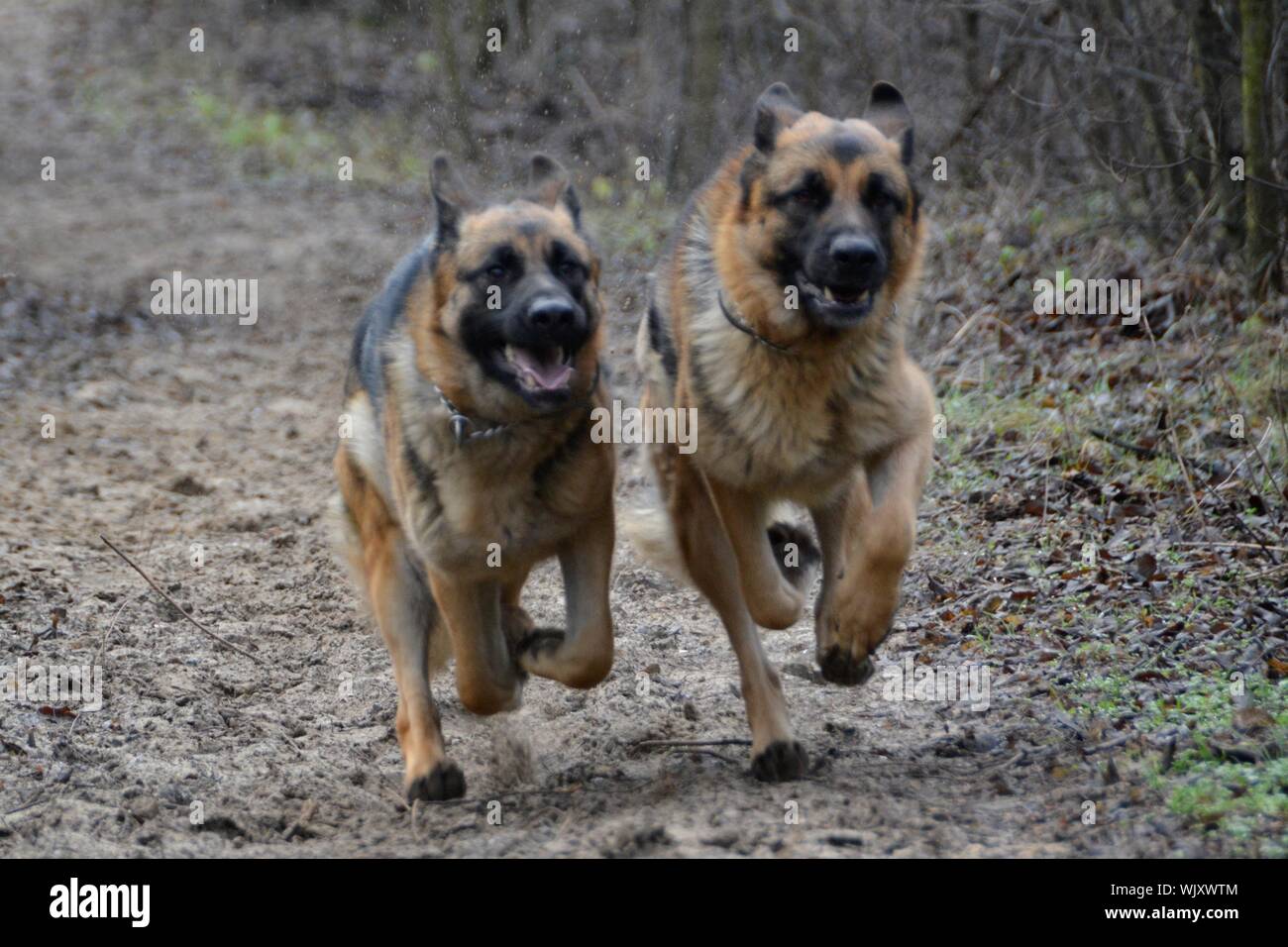 German shepherds hi-res stock photography and images - Alamy
