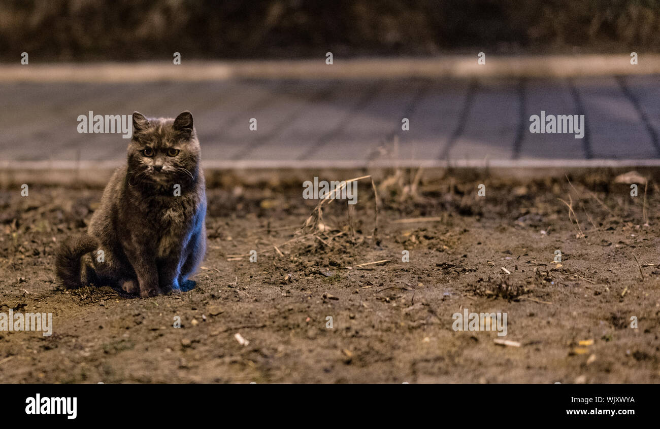 Cat on ground hi-res stock photography and images - Alamy