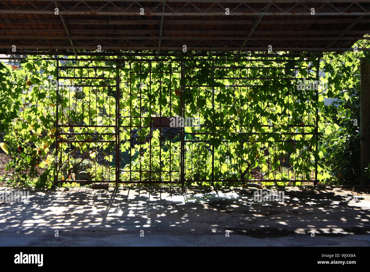 Gate By Floor Against Trees Growing On Field Stock Photo - Alamy