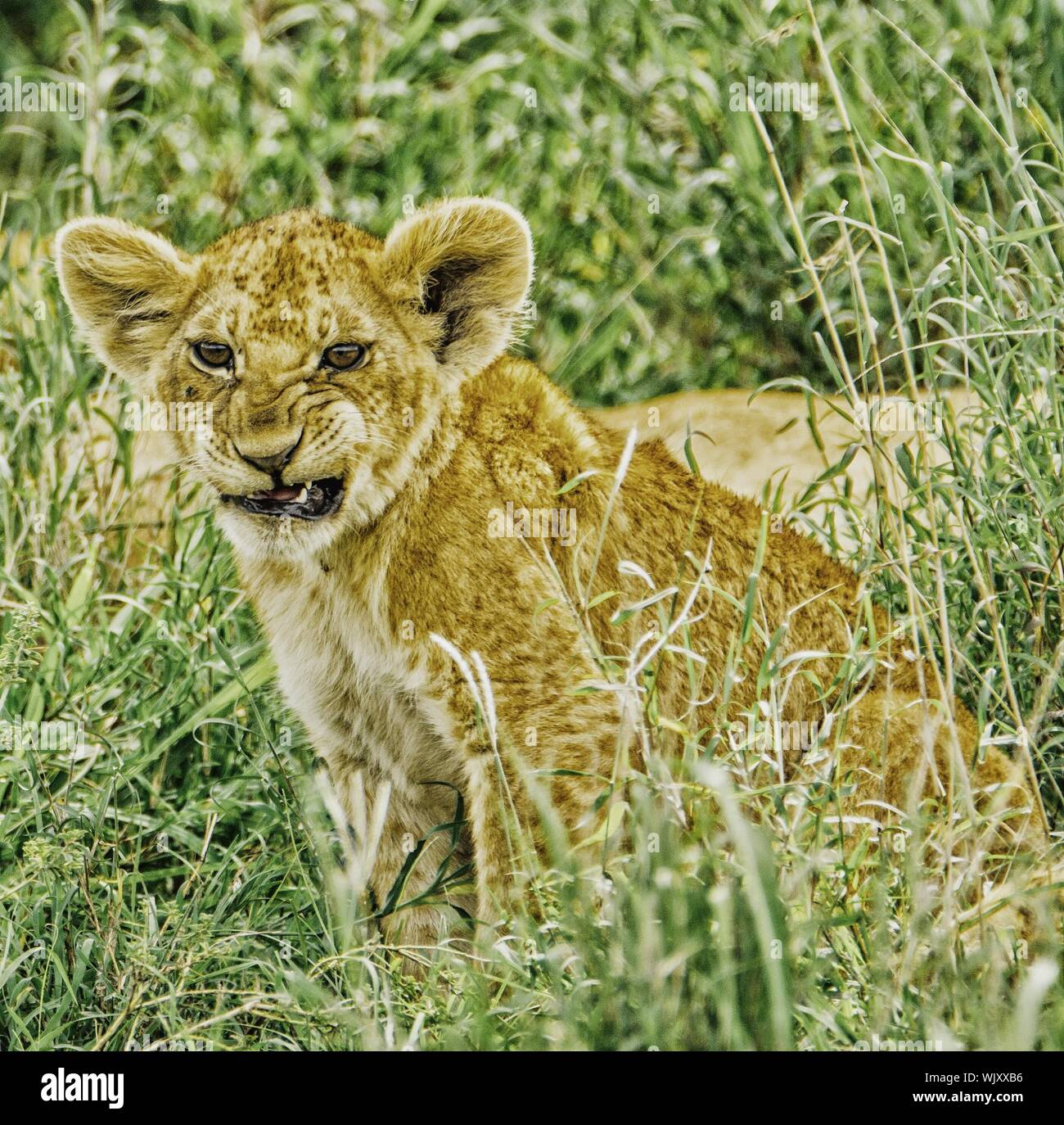 Angry Lion High Resolution Stock Photography and Images - Alamy