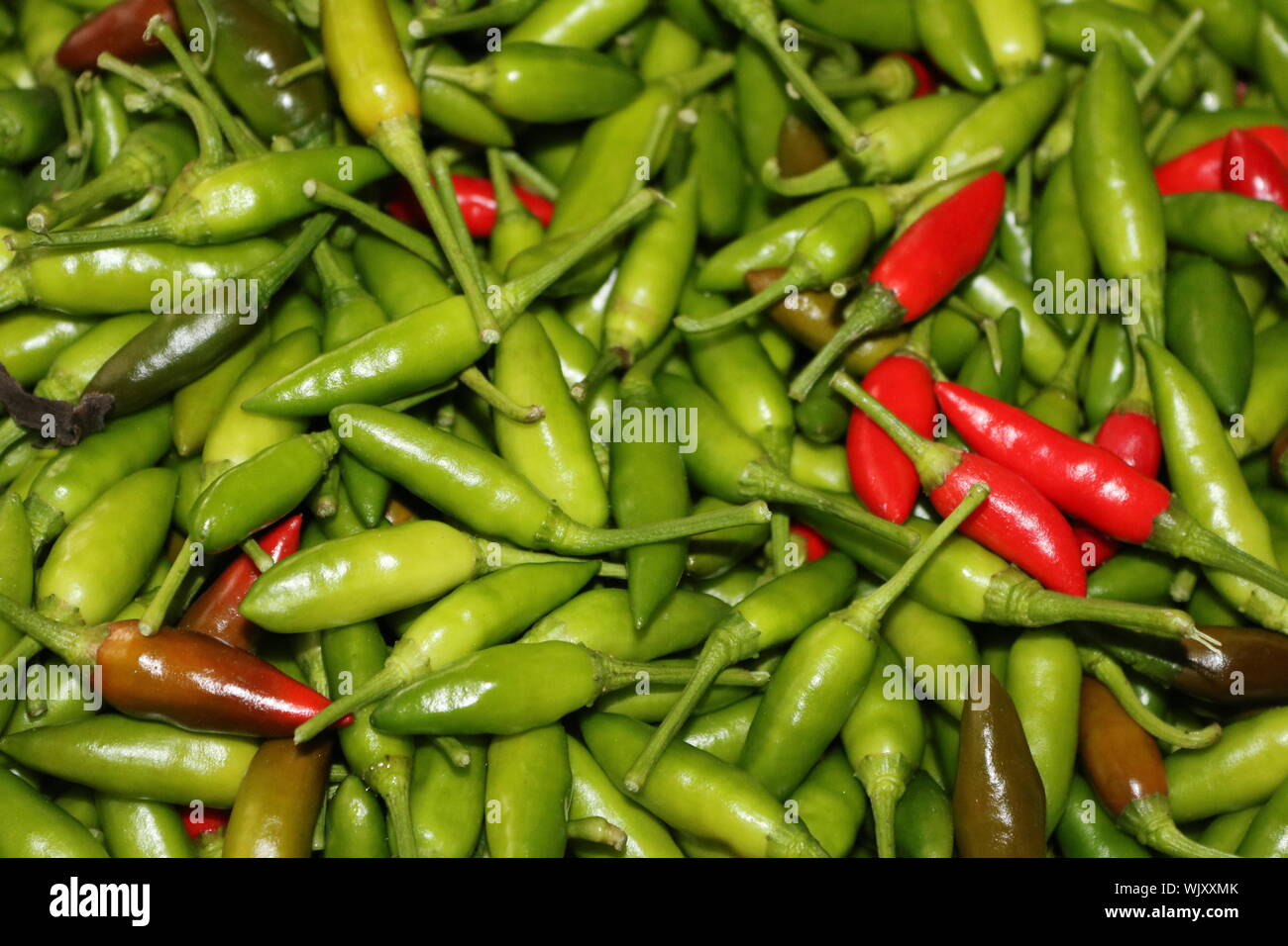 Close Shot Of Green And Red Chillies On The Market, Beautiful Shiny ...