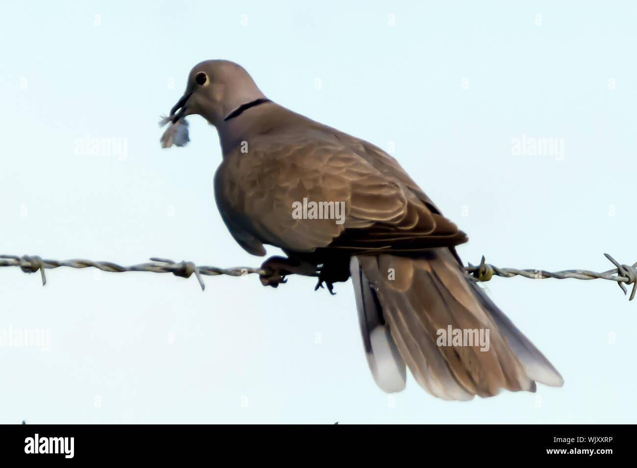 Mourning dove flying hi-res stock photography and images - Alamy