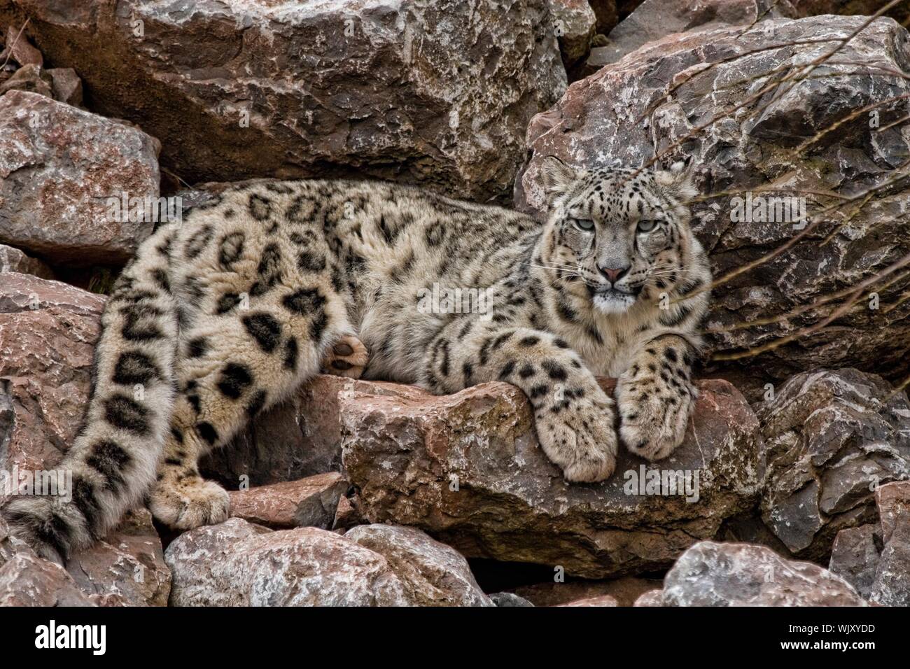 Portrait Of Tiger On Rock Stock Photo - Alamy